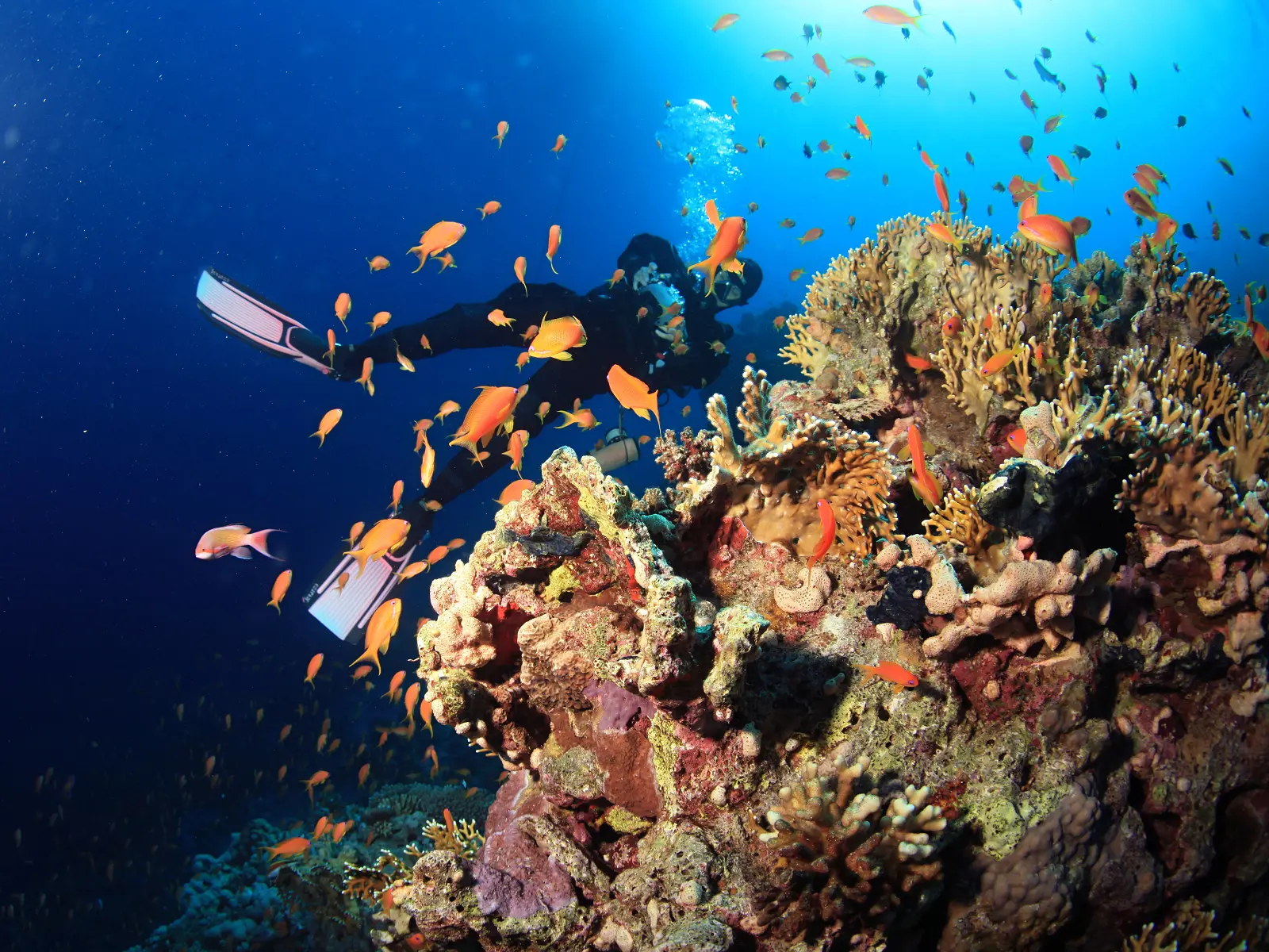 Dangerous Animals of the Red Sea | Egypt Dive
