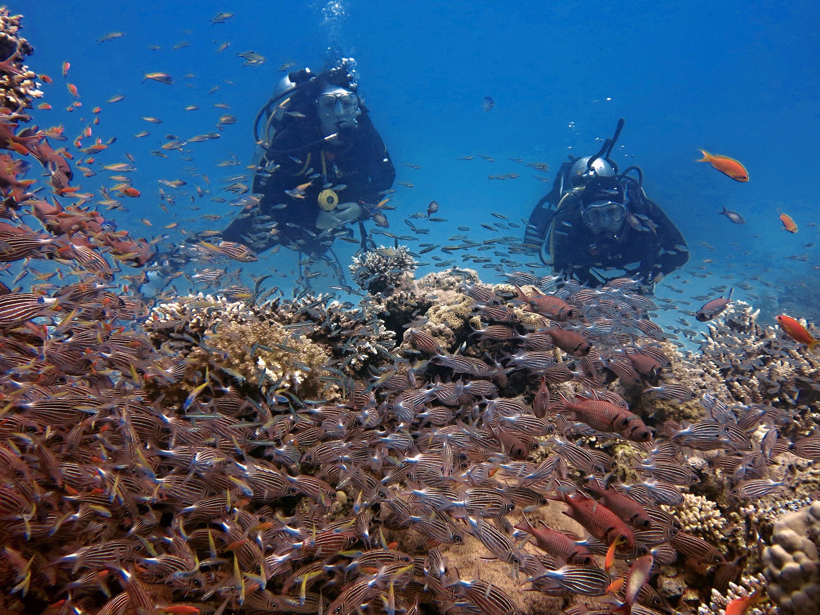 Red Sea category of our Blog | Egypt Dive