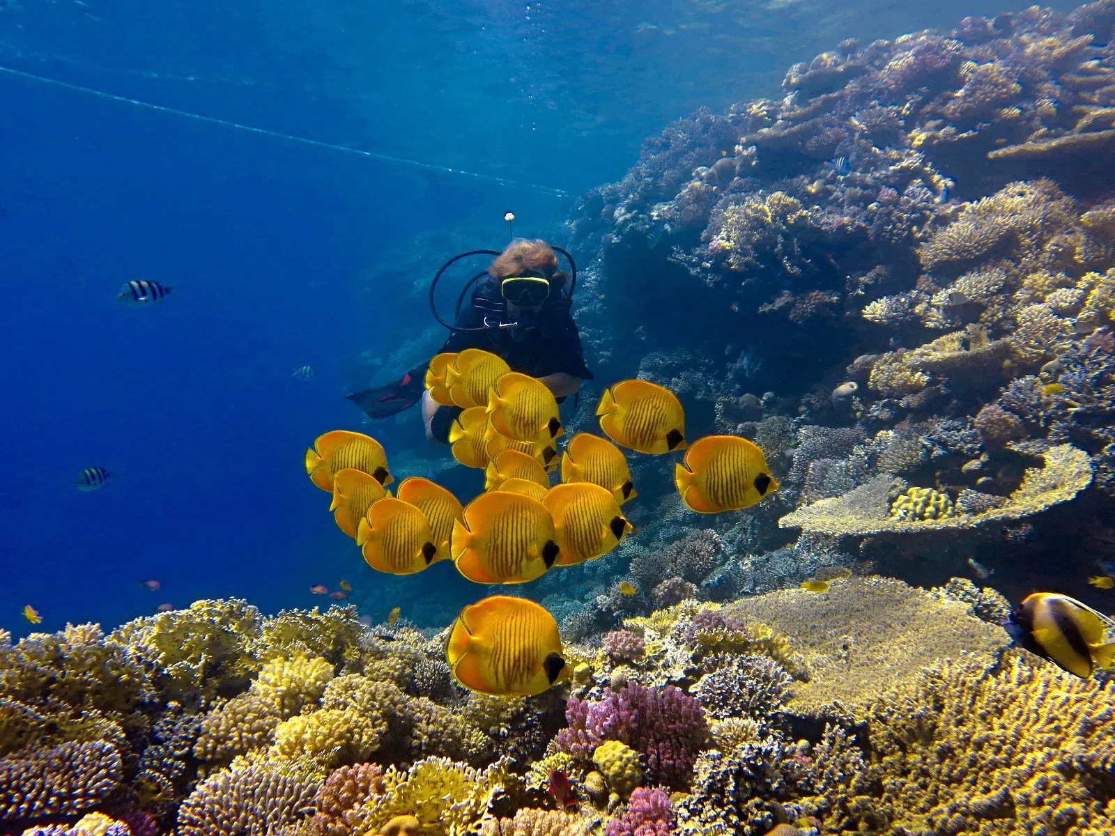 Najlepsze nurkowanie Egipt Hurghada Marsa Alam | Egypt Dive