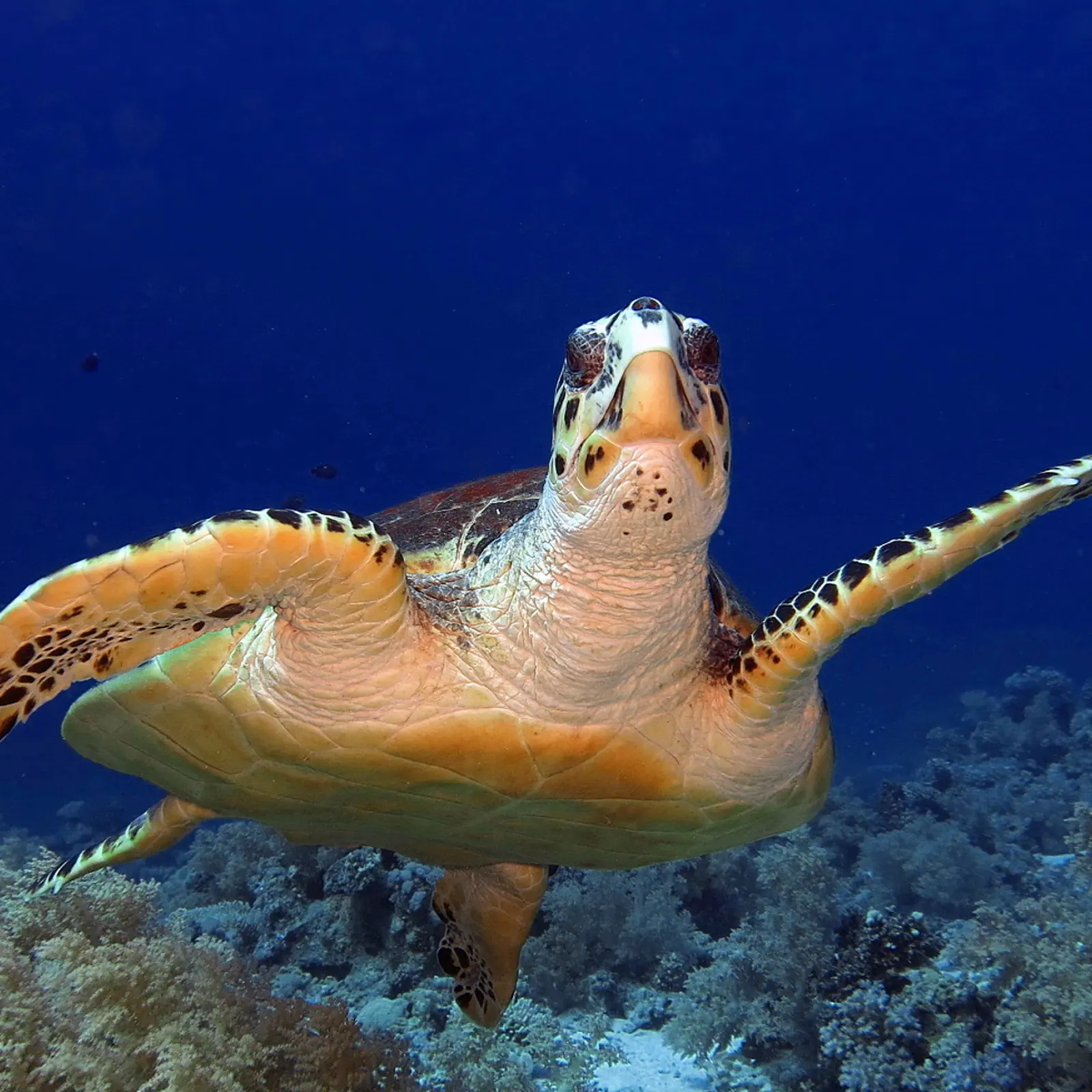 Gallery of photos from the Red Sea | Egypt Dive