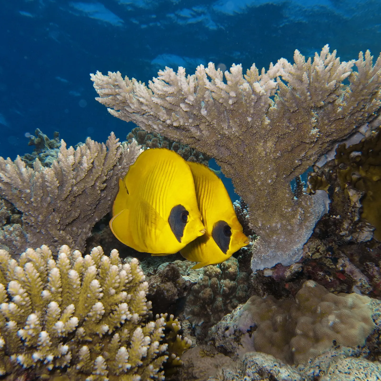 Gallery of photos from the Red Sea | Egypt Dive