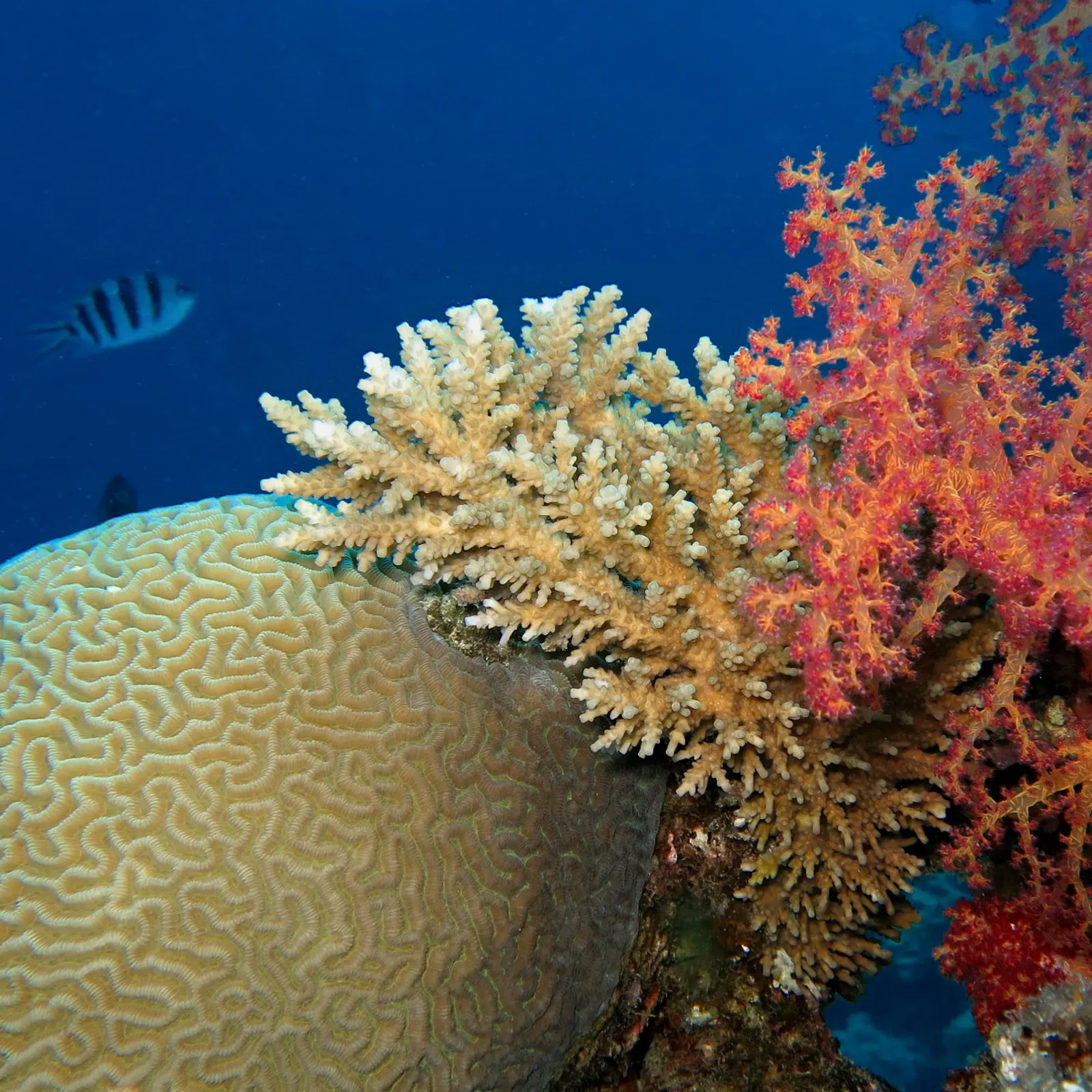 Gallery of photos from the Red Sea | Egypt Dive