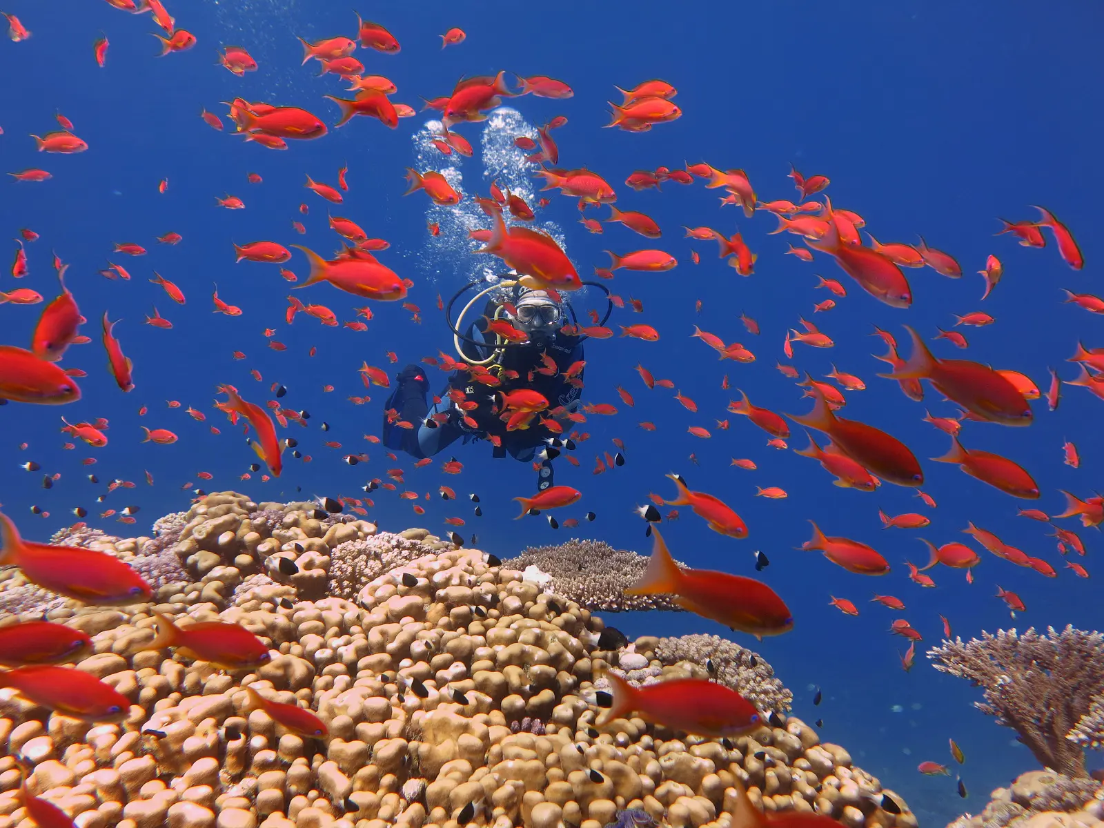 Travel insurance for diving in Egypt | Egypt Dive