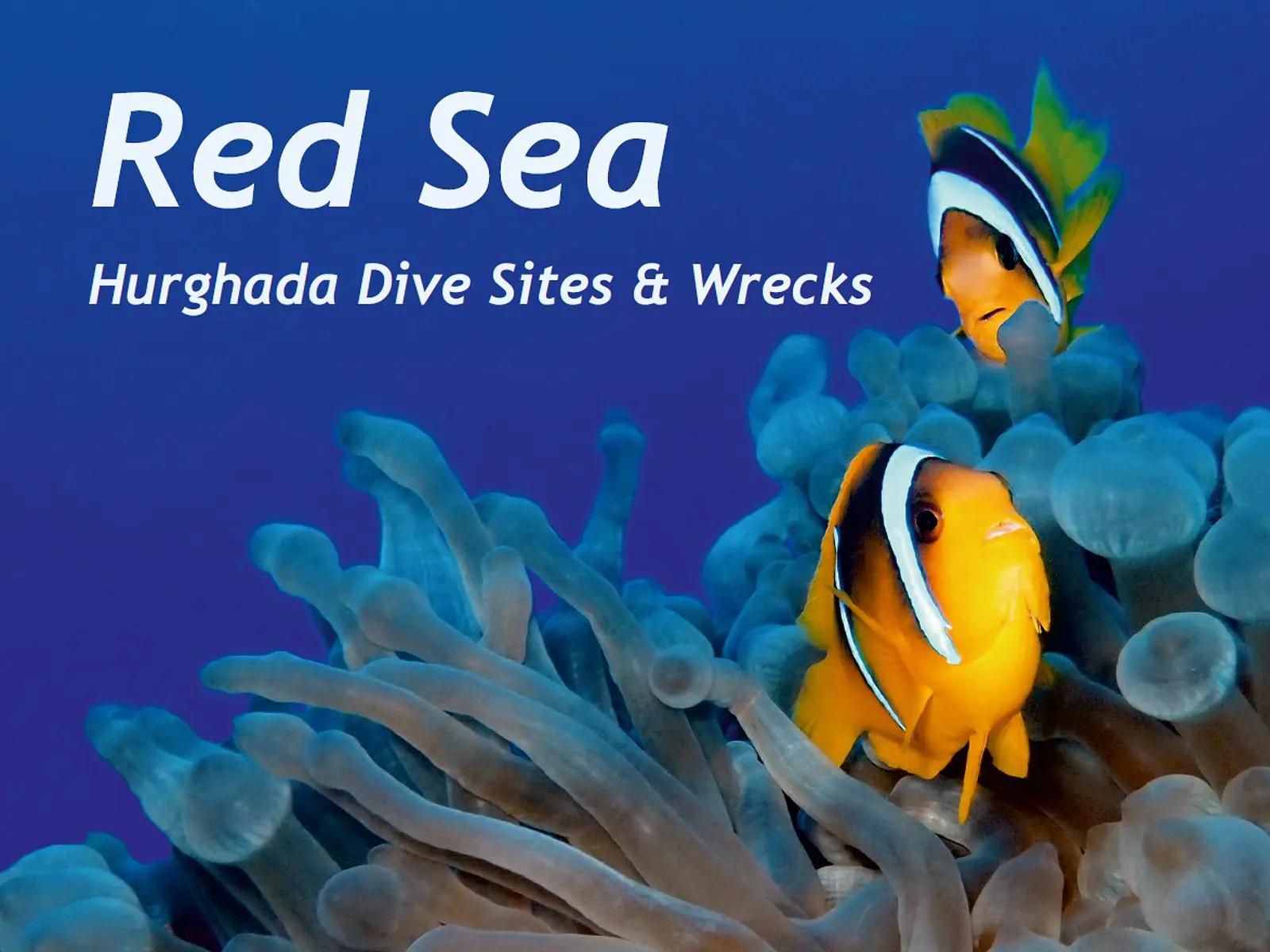 Dive Sites in Hurghada, coral reefs Red Sea | Egypt Dive