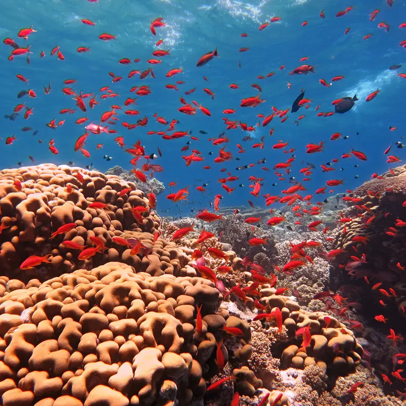 Gallery of photos from the Red Sea | Egypt Dive