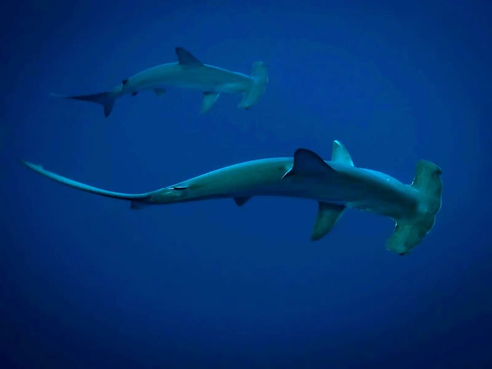 What you don't know about fish: Sharks | Egypt Dive