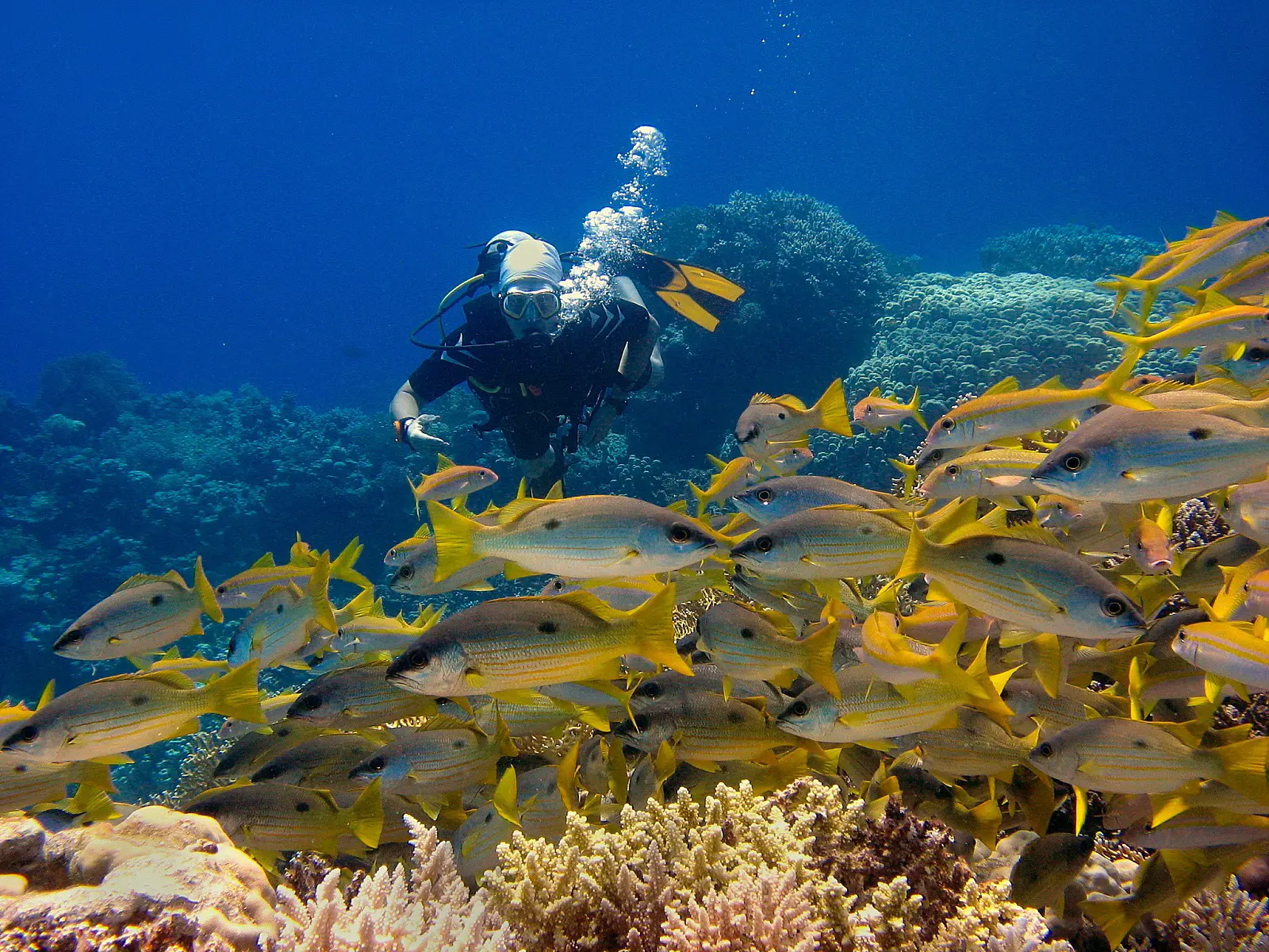 When is the best time to dive in Egypt | Egypt Dive